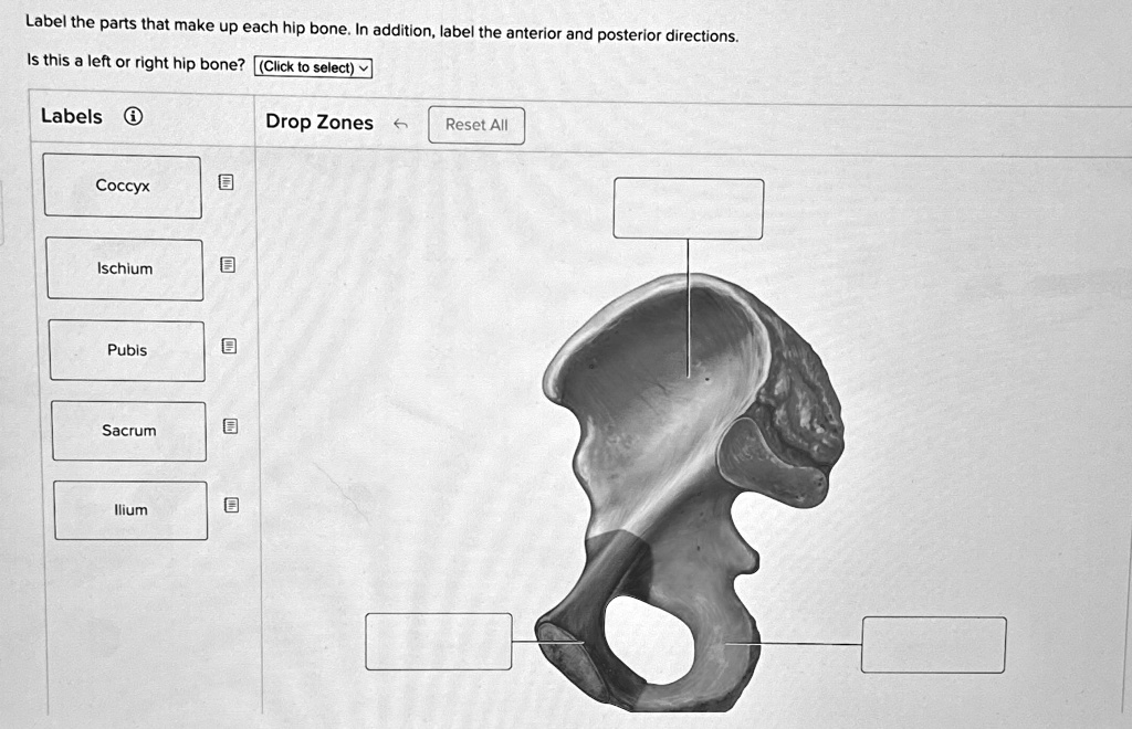 Label the parts that make up each hip bone. In addition, label the ...
