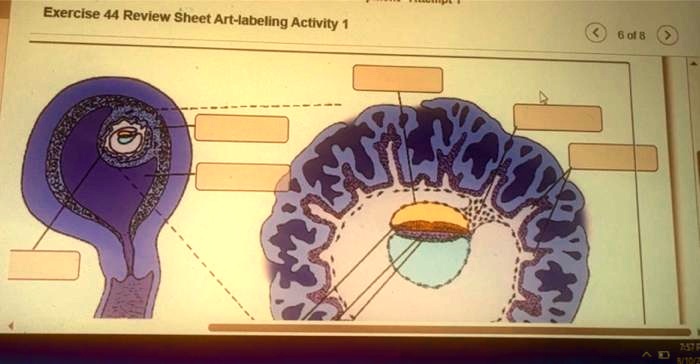 Exercise 44 Review Sheet Art-labeling Activity 1 6 of 8