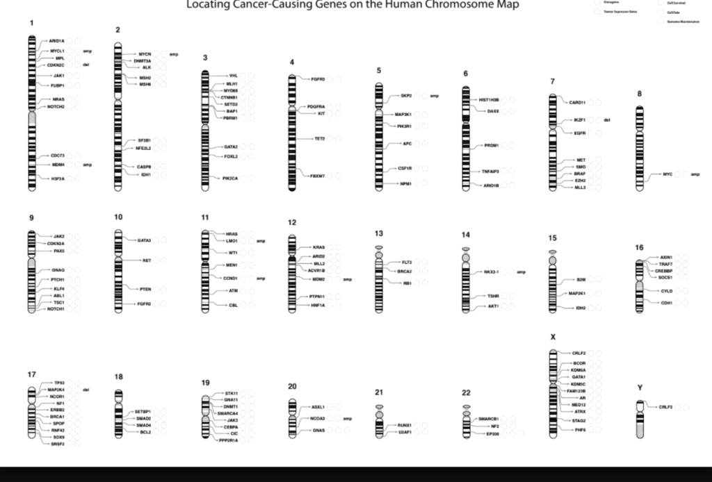SOLVED: Locating Cancer-Causing Genes on the Human Chromosome Map