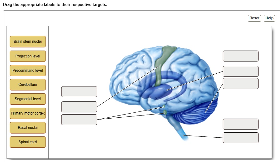 Drag the appropriate labels to their respective targets. Brain stem nuclei Projection level ...