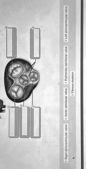 SOLVED: Right atrioventricular valve = Aortic semilunar valve Pulmonary ...