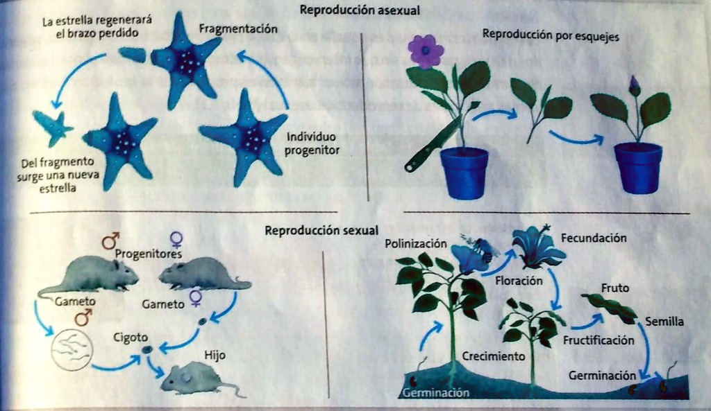 anota las diferencias que haya encontrado en las formas de reproduccion ...