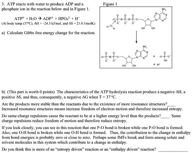 atp reacts with water to produce adp and a phosphate ion in the ...