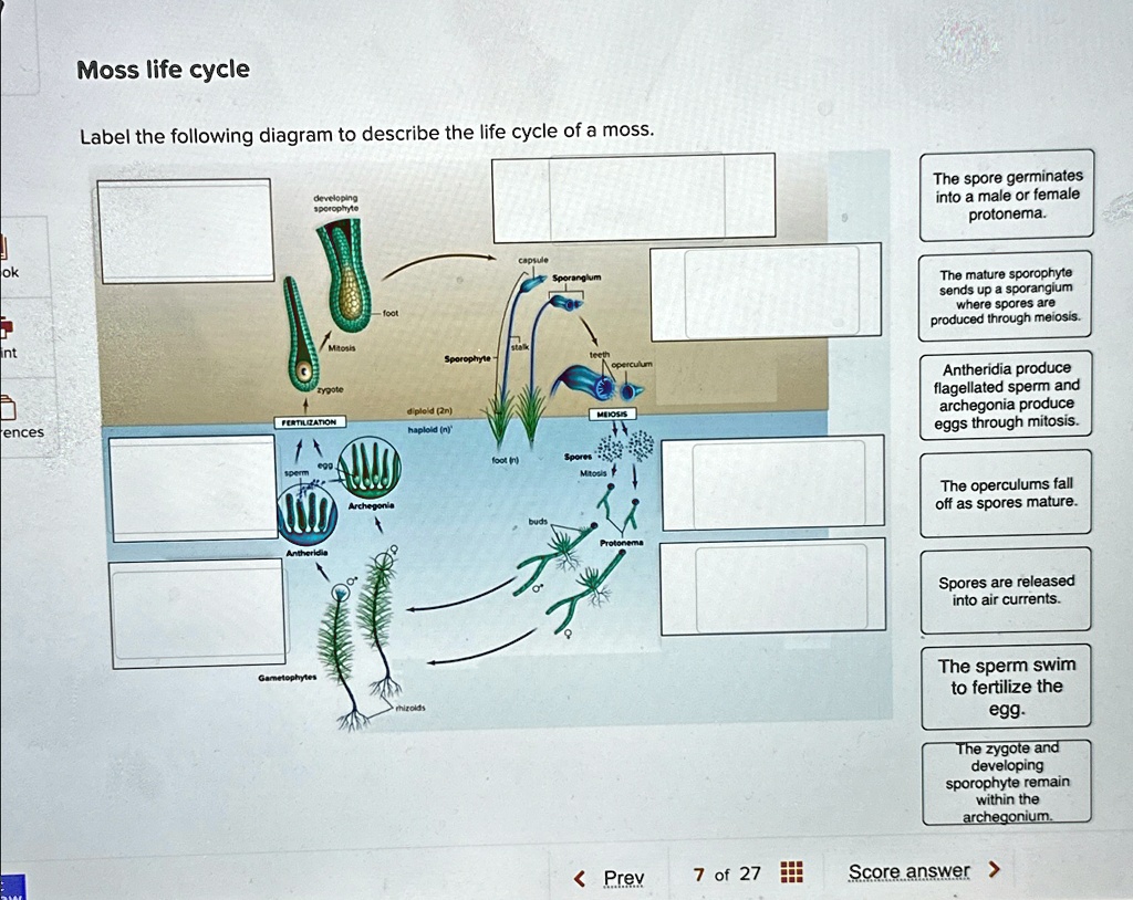 Moss life cycle Label the following diagram to describe the life cycle of a moss. The spore ...