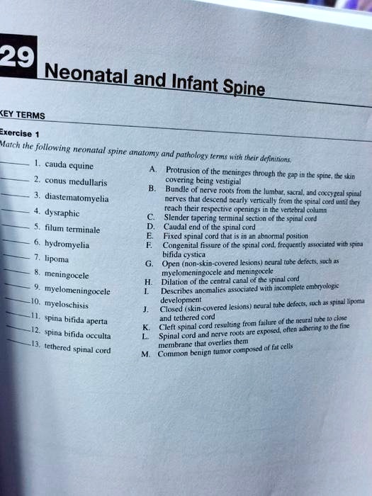 SOLVED: 29 Neonatal and Infant Spine KEY TERMS Exercise 1 Match the ...