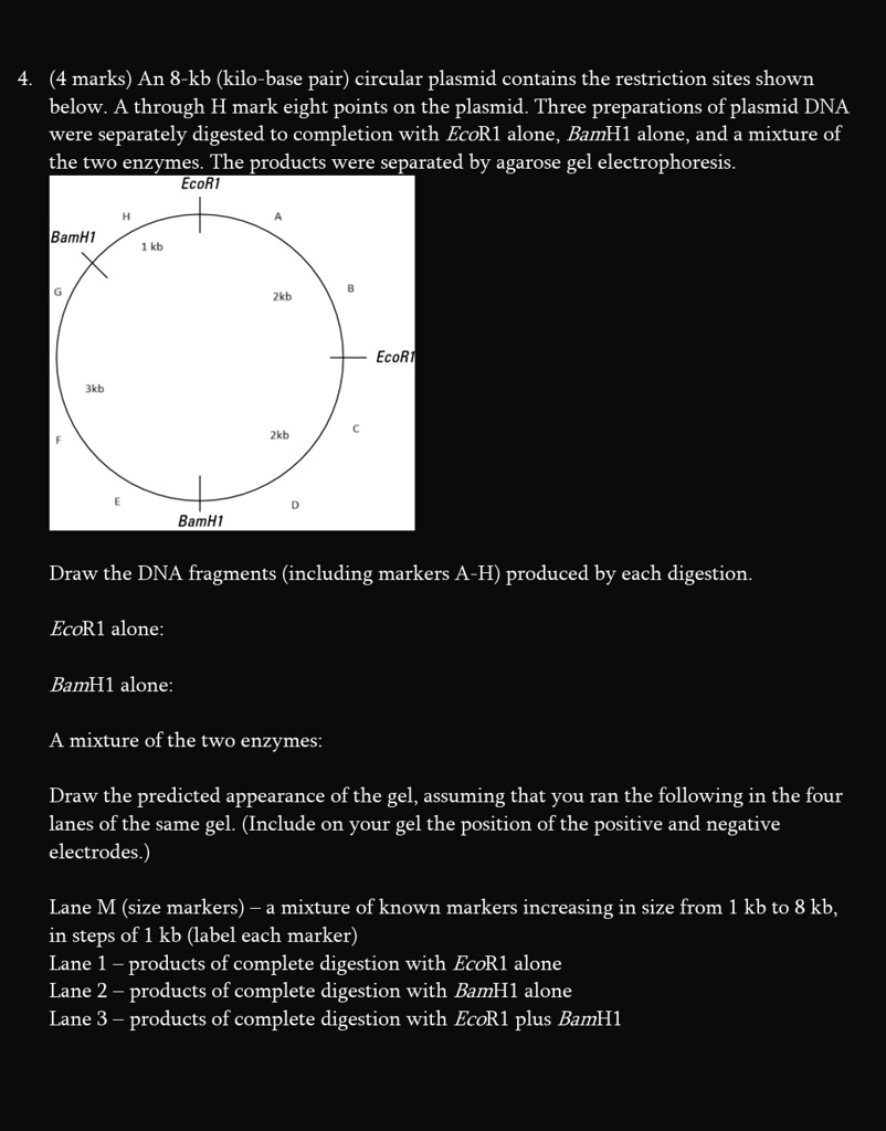 (4 marks) An 8-kb (kilo-base pair) circular plasmid contains the ...