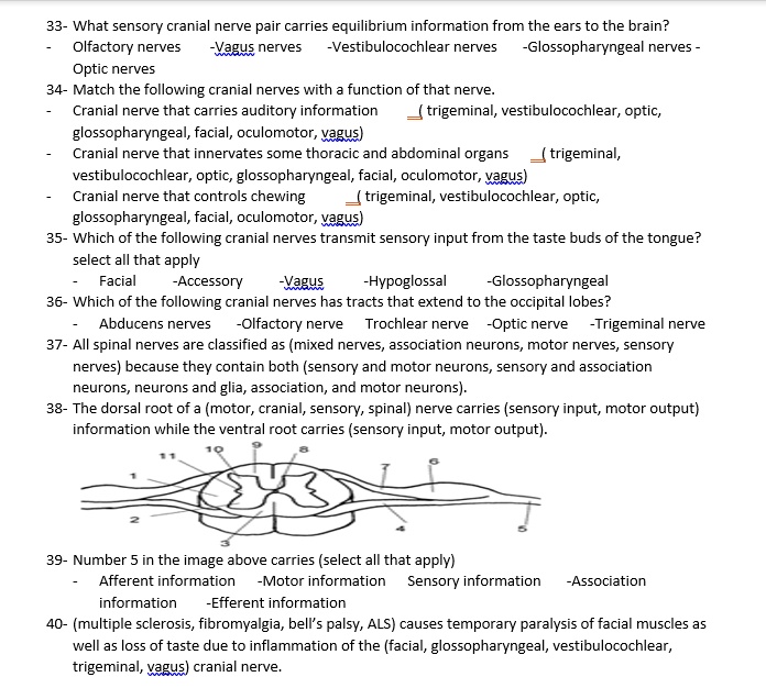 SOLVED: 33- What sensory cranial nerve pair carries equilibrium information from the ears to the ...