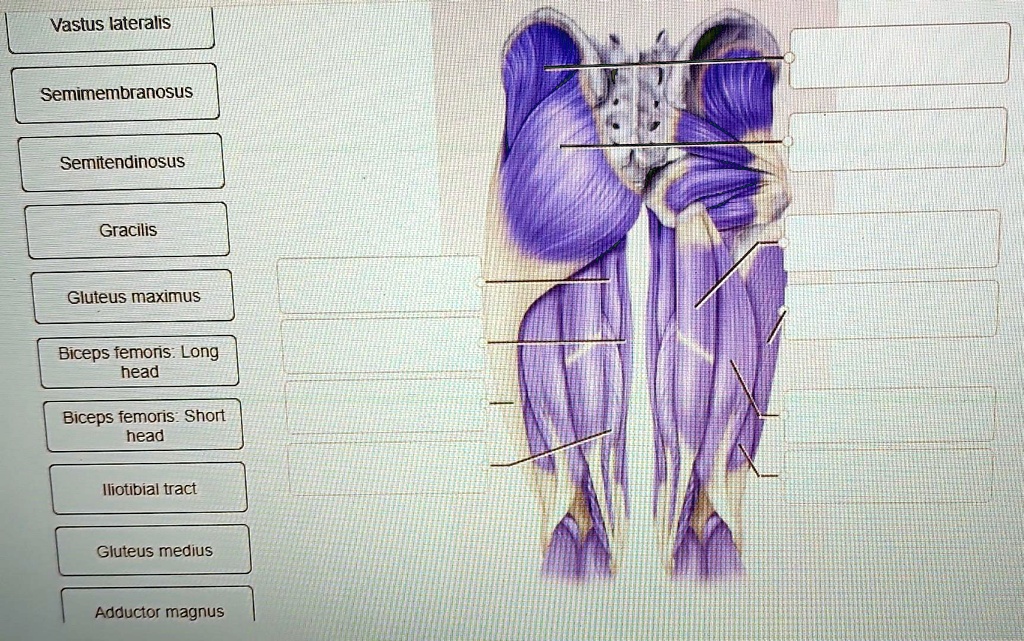 SOLVED: Biology Vastus lateralis Semimembranosus Semitendinosus ...