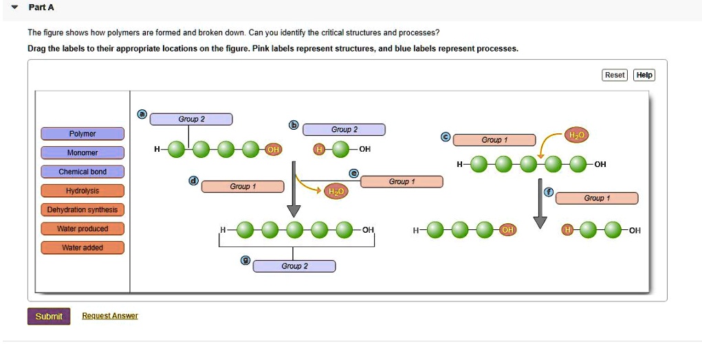 Part A The figure shows how polymers are formed and broken down. Can ...