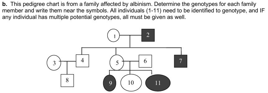 b this pedigree chart is from a family affected by albinism determine ...