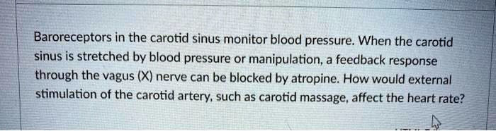 Baroreceptors in the carotid sinus monitor blood pressure. When the ...