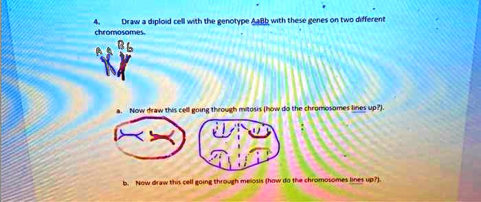 4. Draw a diploid cell with the genotype AaBb with these genes on two ...