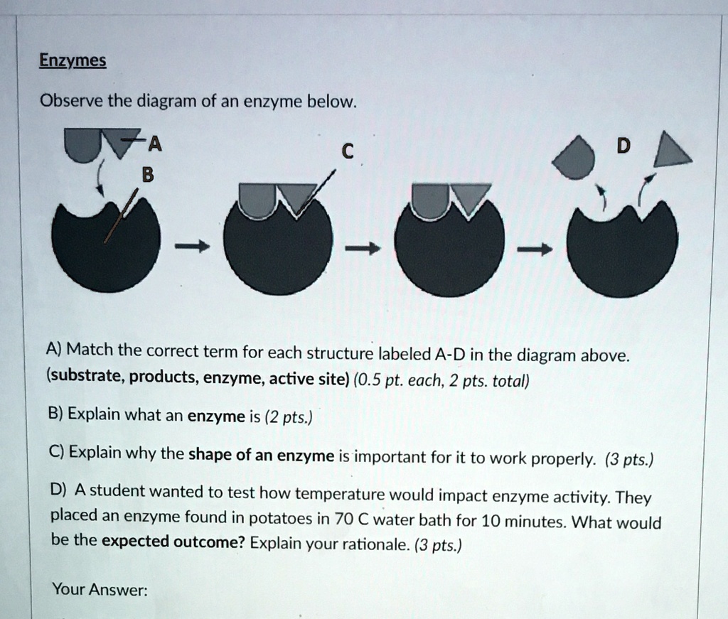 Enzymes Observe the diagram of an enzyme below. A B ? C D ? A) Match the correct term for each ...