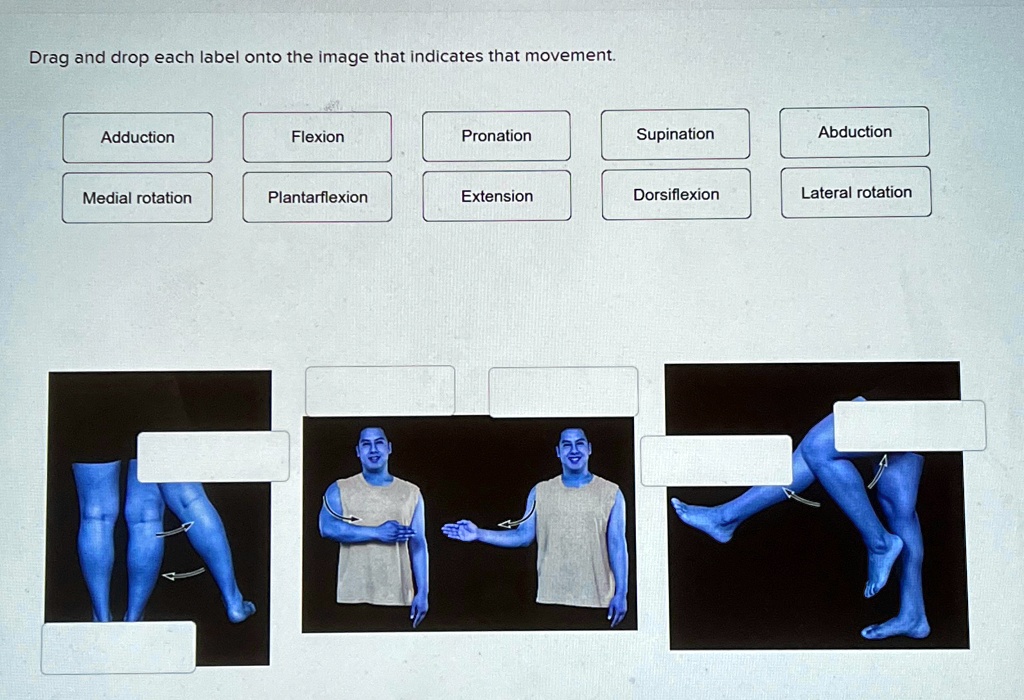 labels adduction flexion pronation supination abduction medial rotation ...