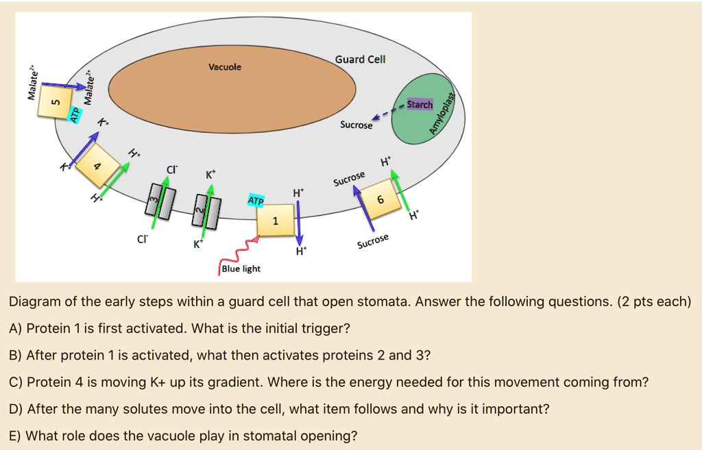SOLVED: Guard Cell Vacuole Starch 1 8 Sucrose Blue light Diagram of the ...