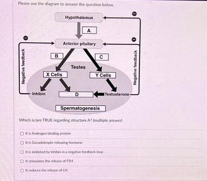 Please use the diagram to answer the question below. Negative feedback ...