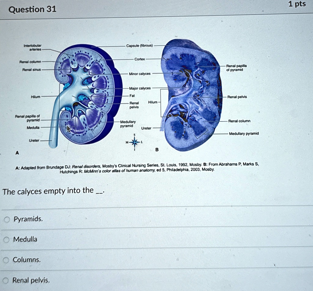 Question 31 Interlobular arteries Renal column Renal sinus Capsule ...