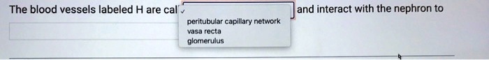 SOLVED: The blood vessels labeled Hare cal peritubular capillary ...