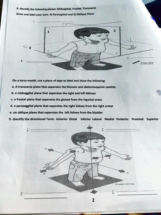 SOLVED: Identify the following planes: Midsagittal, Frontal, Transverse ...