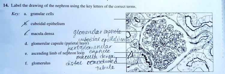 14. Label the drawing of the nephron using the key letters of the ...