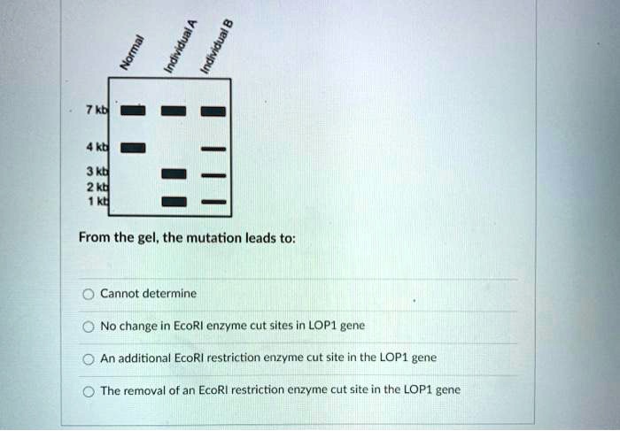 from the gel the mutation leads to cannot determine no change in ecori ...
