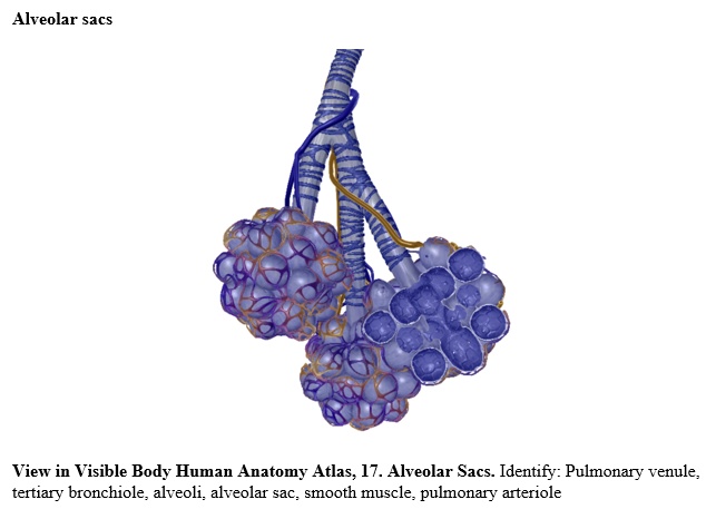 SOLVED: Please use the word bank: Alveolar sacs View in Visible Body Human Anatomy Atlas, 17 ...