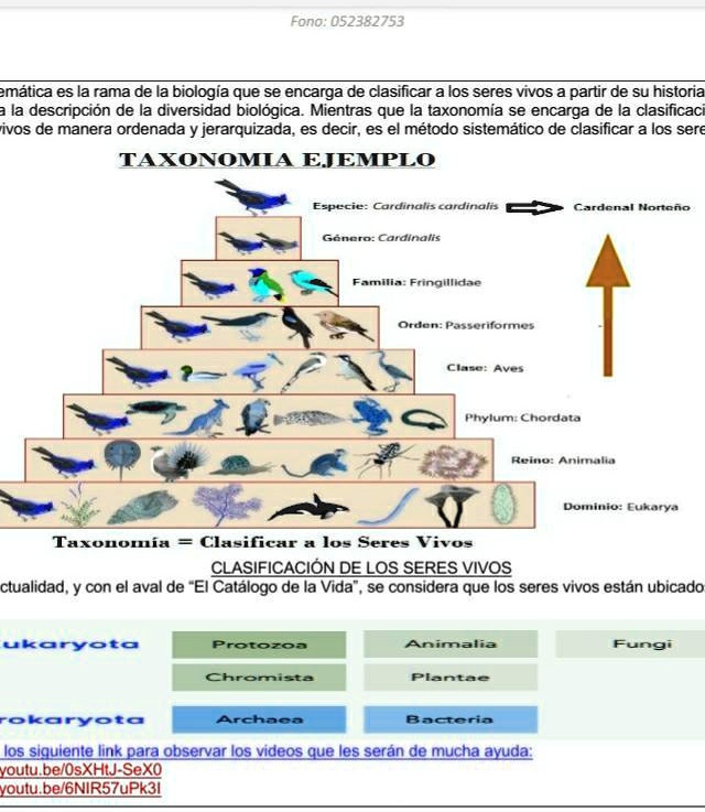 SOLVED: que aspecto determinado a cada categoría taxonómica que aparece en el grafico Fono ...