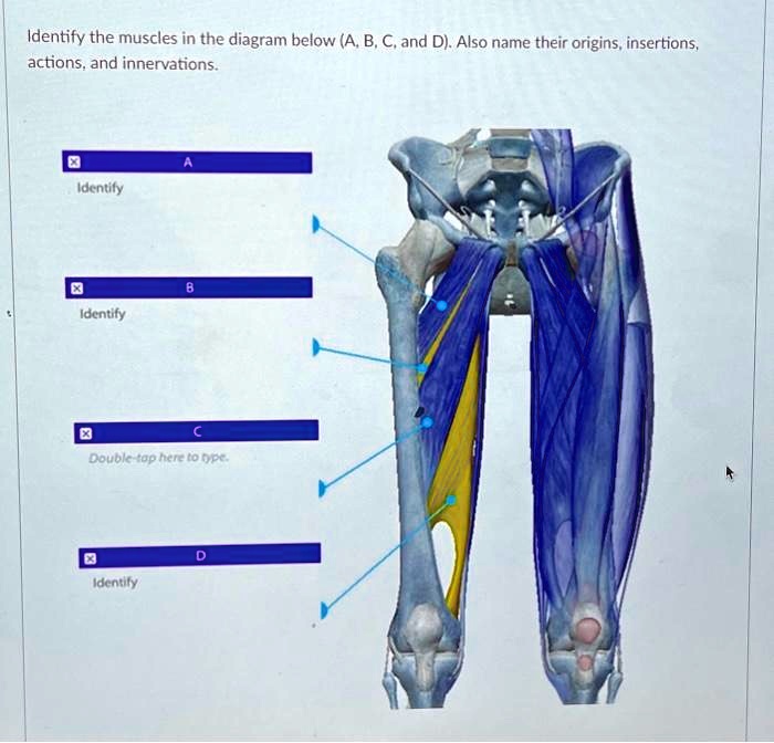 SOLVED: Identify the muscles in the diagram below (A, B, C, and D ...