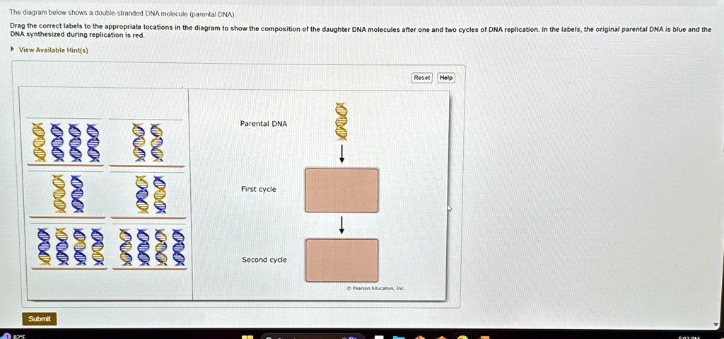 The diagram below shows a double-stranded DNA molecule (parental DNA ...