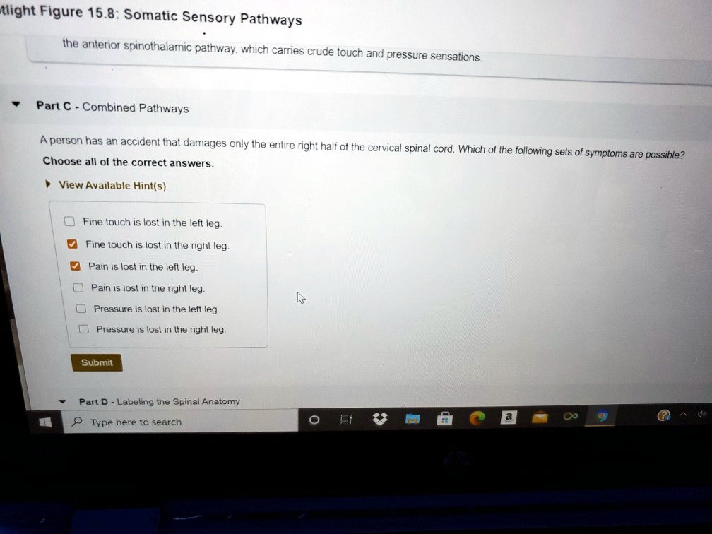 tlight figure 158 somatic sensory pathways ino anterior spinothalamic ...