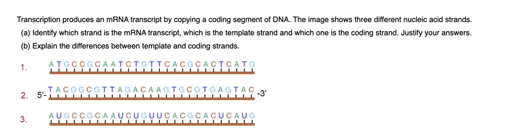 SOLVED: Transcription produces an mRNA transcript by copying the coding ...