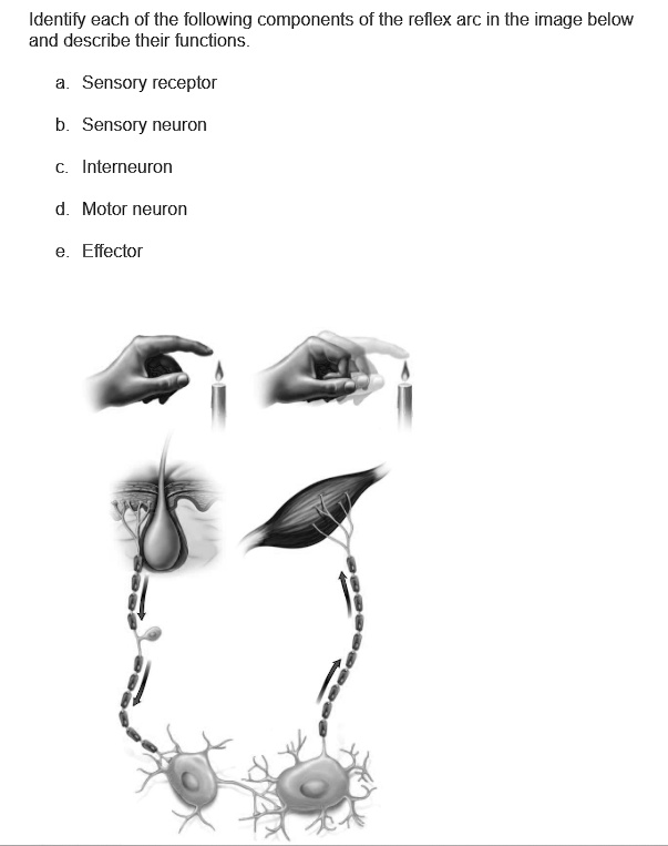 Identify each of the following components of the reflex arc in the image below and describe ...