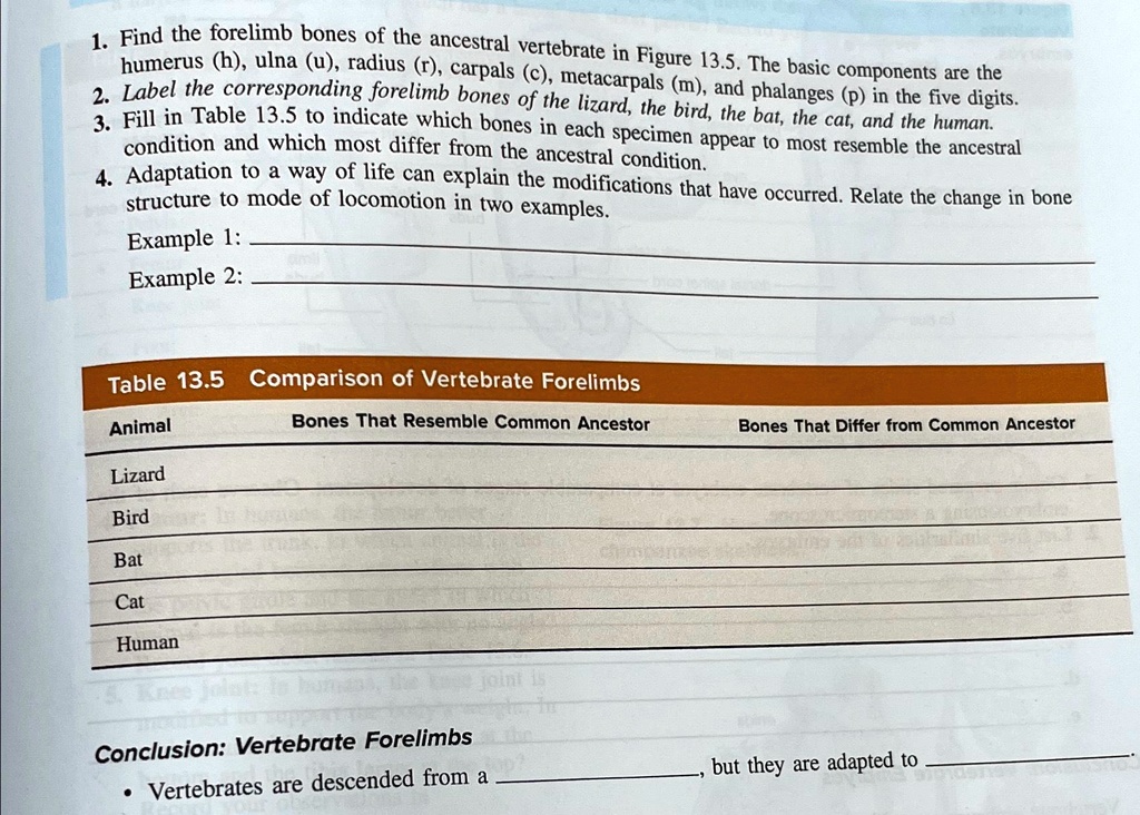 1. Find the forelimb bones of the ancestral vertebrate in Figure 13.5 ...