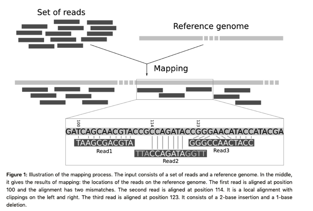 set of reads reference genome 333 mapping 1 5 3 ...