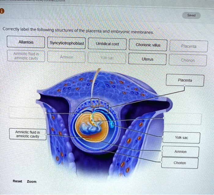 saved correctly label the following structures ofthe placenta and ...