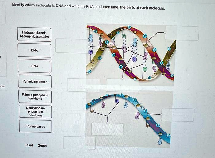 Identify which molecule is DNA and which is RNA, and then label the ...