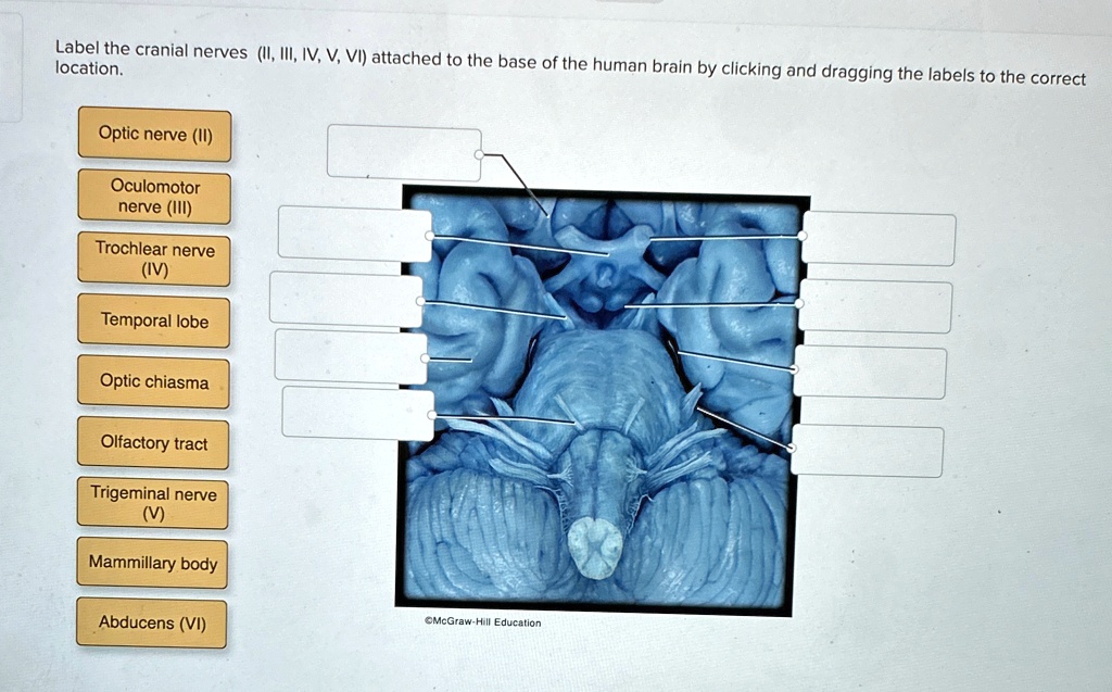 Label the cranial nerves (II, III, IV, V, VI) attached to the base of the human brain by ...