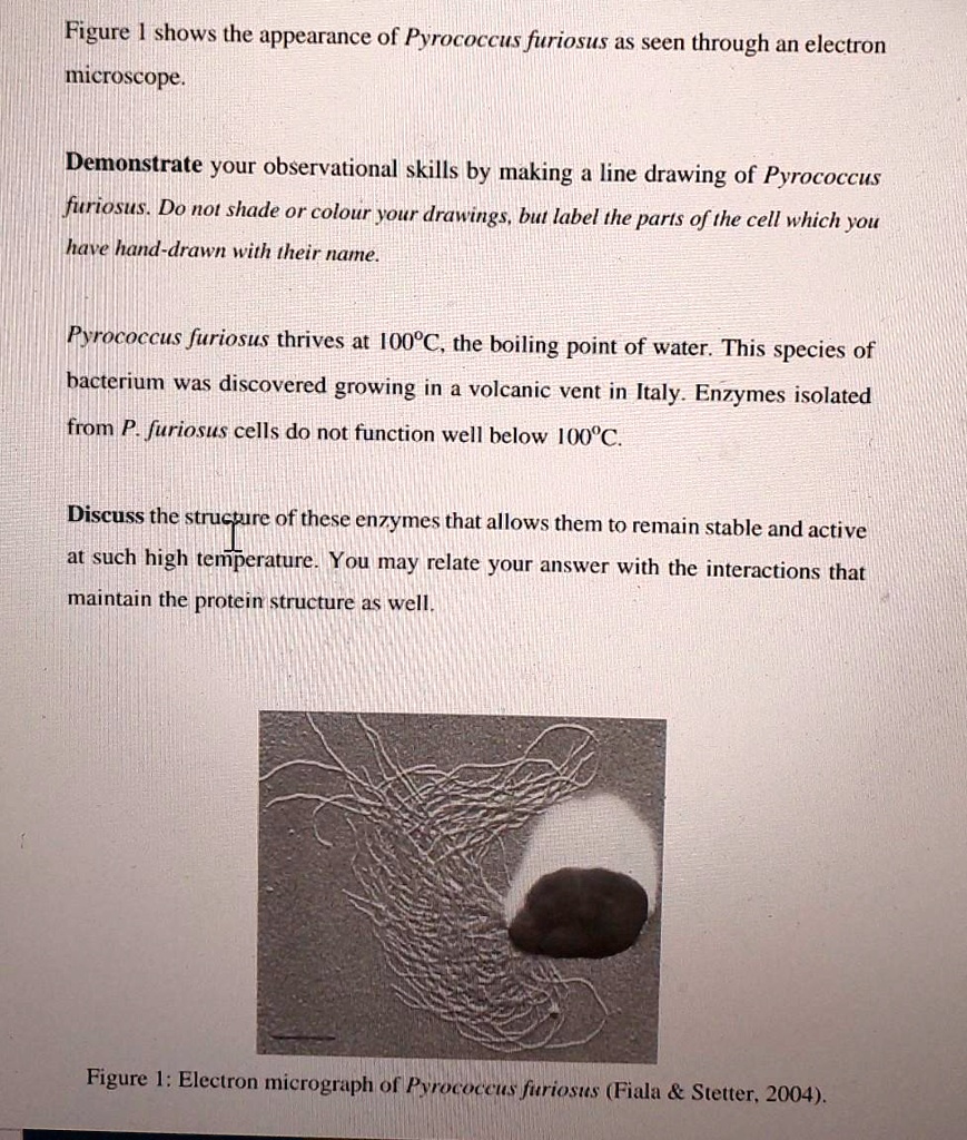 SOLVED: Figure shows the appearance of Pyrococcus furiosus as seen ...