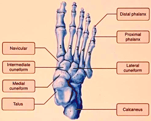Navicular Intermediate cuneiform Medial cuneiform Talus Distal phalanx ...