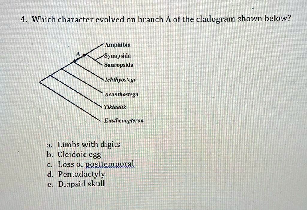 4. Which character evolved on branch A of the cladogram shown below? A ...