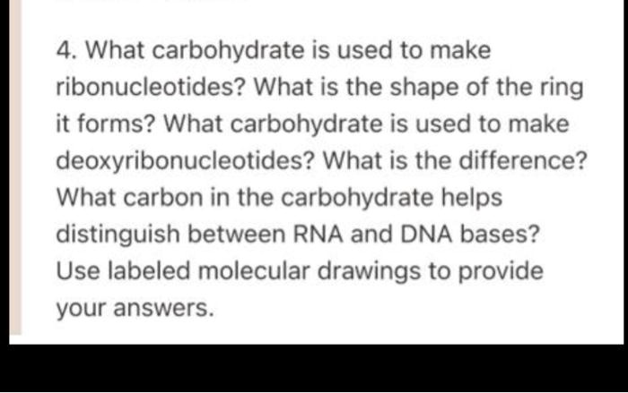 SOLVED:4. What carbohydrate is used to make ribonucleotides? What is ...