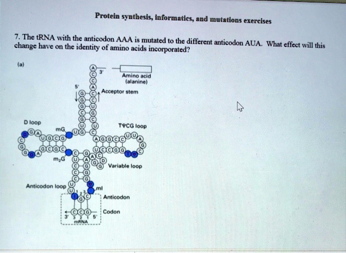 protein synthesis informatics and mutations exercises the trna with the ...
