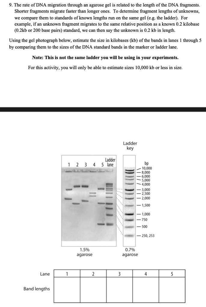 SOLVED: 9. The rate of DNA migration through an agarose gel is related to the length of the DNA ...