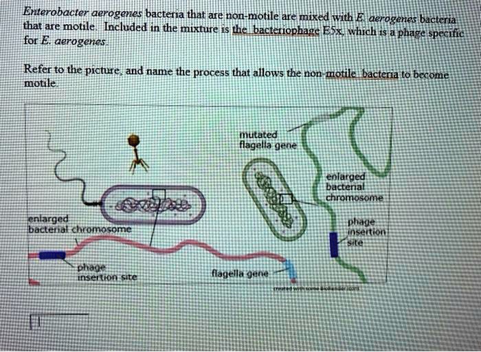 SOLVED: Enterobacter aerogenes bactena that are non-motile arc mixed ...