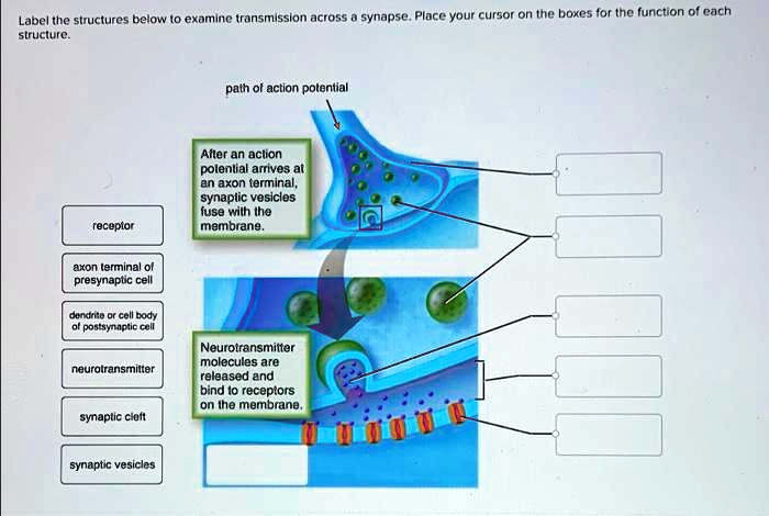 Label the structures below to examine transmission across a synapse ...