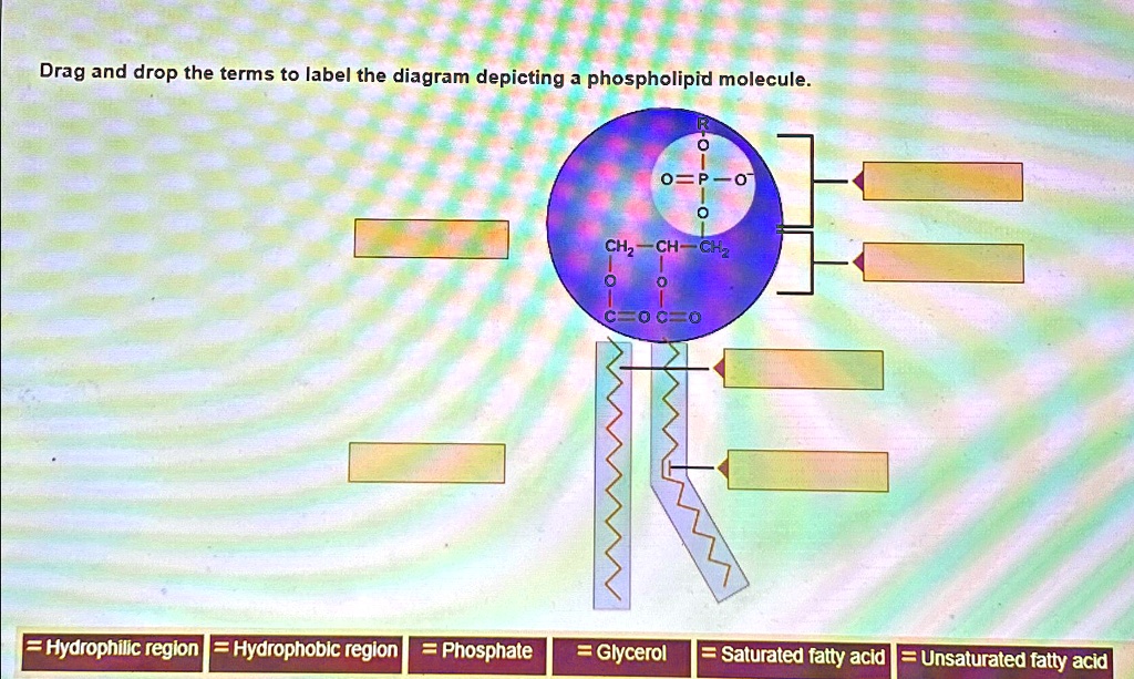 Drag And Drop The Terms To Label The Diagram Depicting A Phospholipid