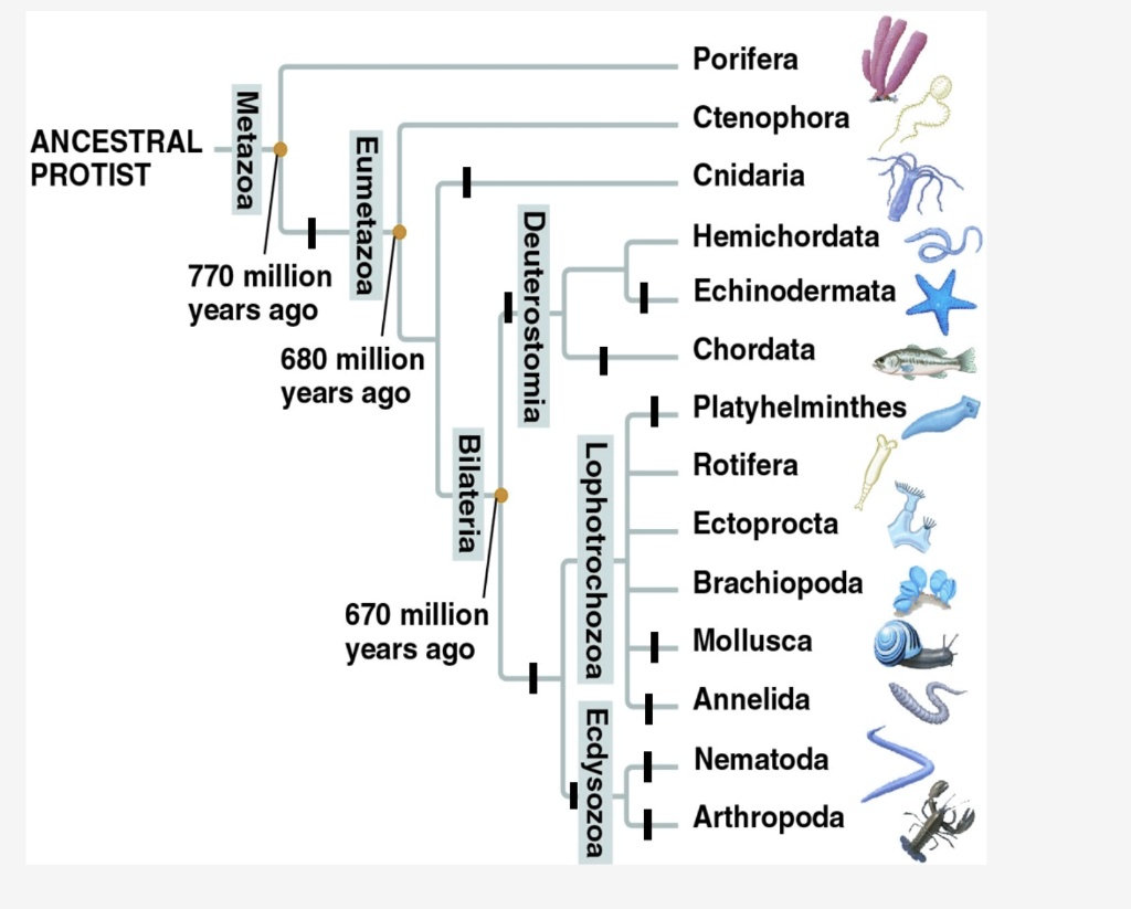 SOLVED: Porifera Ctenophora Cnidaria ANCESTRAL PROTIST L Hemichordata ...