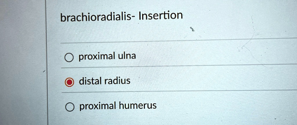 brachioradialis insertion proximal ulna distal radius proximal humerus ...
