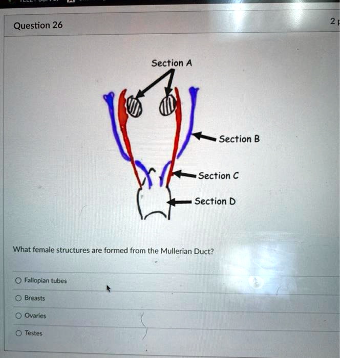 SOLVED: Question 26 Section Section B Section € Section D What female ...