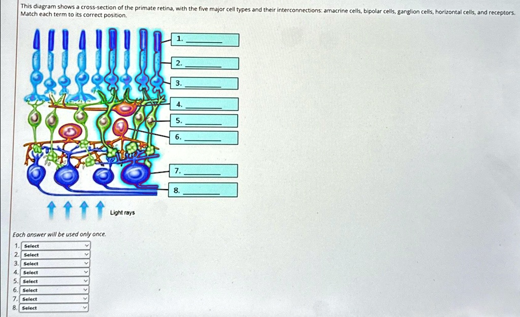 SOLVED: This diagram shows a cross-section of the primate retina, with ...